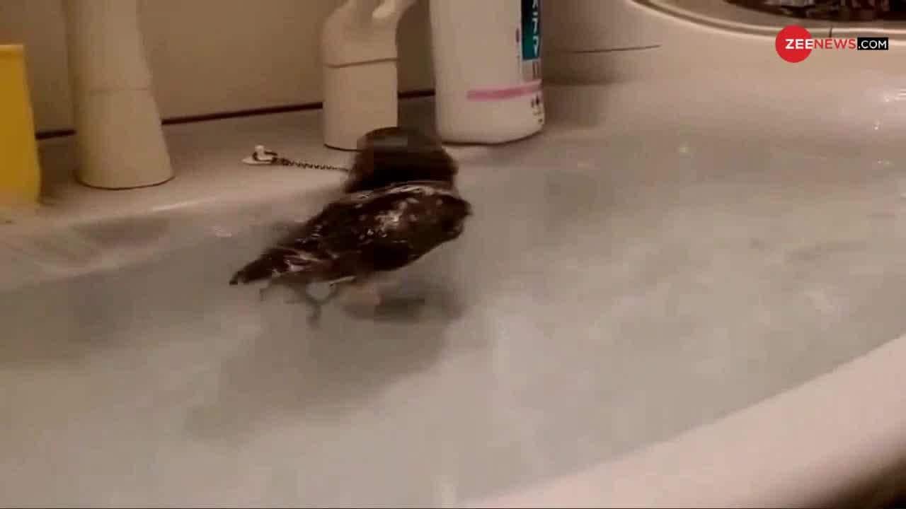 Viral Video : Owl is swimming in the basin of a house | Zee News