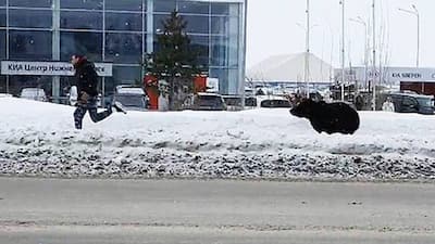 Bear chases down man across busy street in Russia, gets hit by bus ...