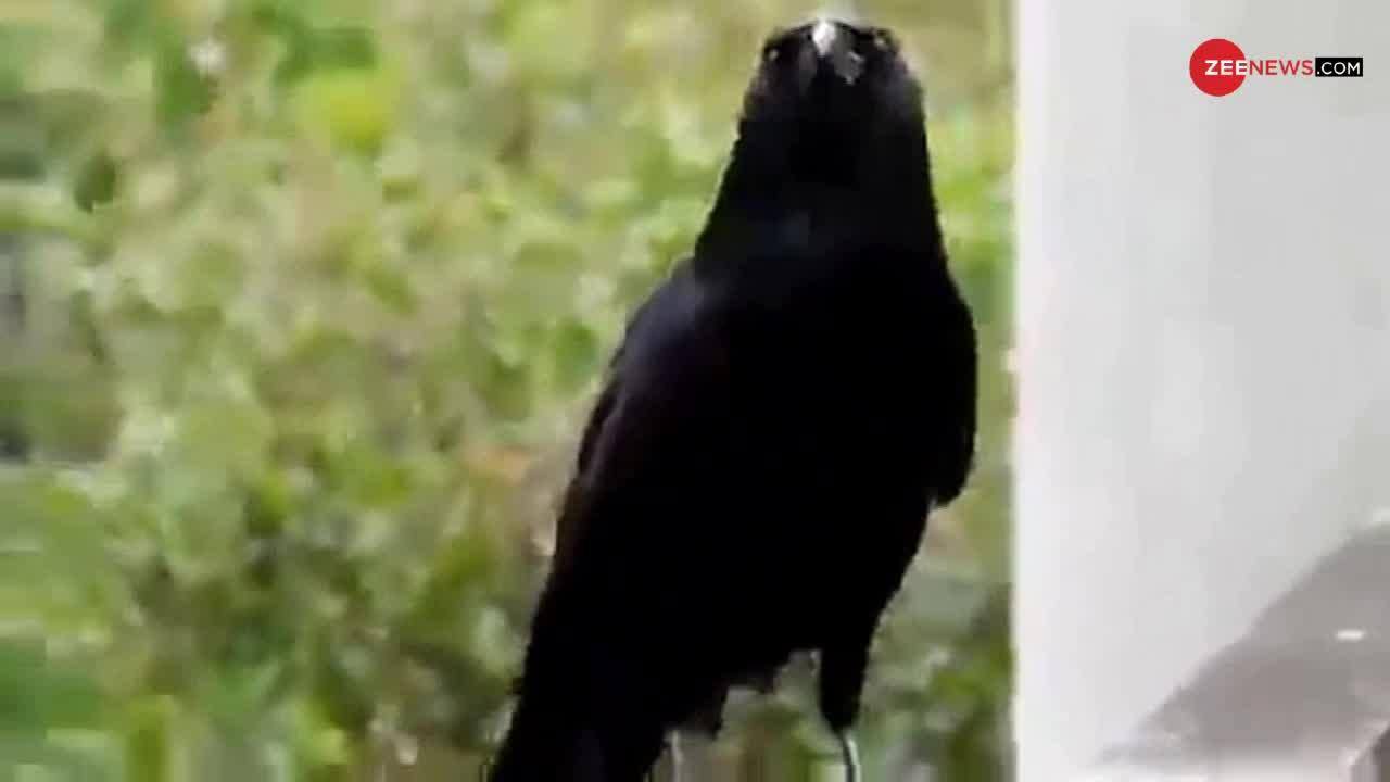 Viral Video: Crow doing an amazing catwalk | Zee News