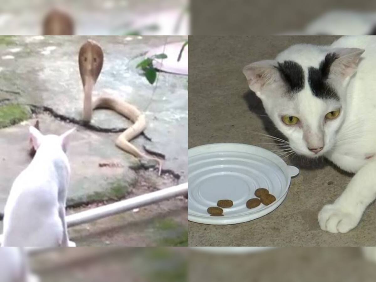 Brave Kitty: Pet cat stands guard against cobra for 30 mins to protect ...