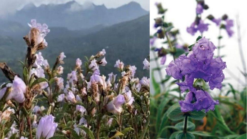 Neelakurinji flowers that bloom once in every 12 years wow tourists in ...