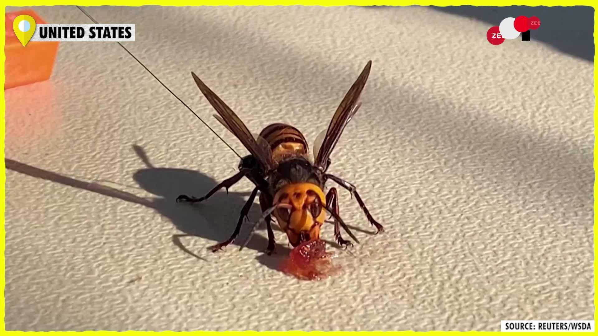 Washington state eradicates first 'murder hornet' nest of the year ...