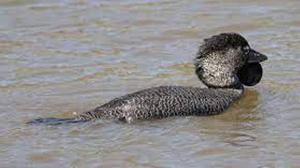 Australian Musk duck mimics human speech, caught on record saying, 'you ...