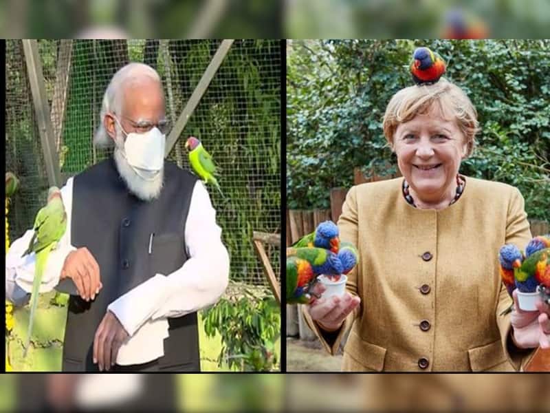 Angela Merkel gets pecked by birds, picture triggers hilarious memes ...