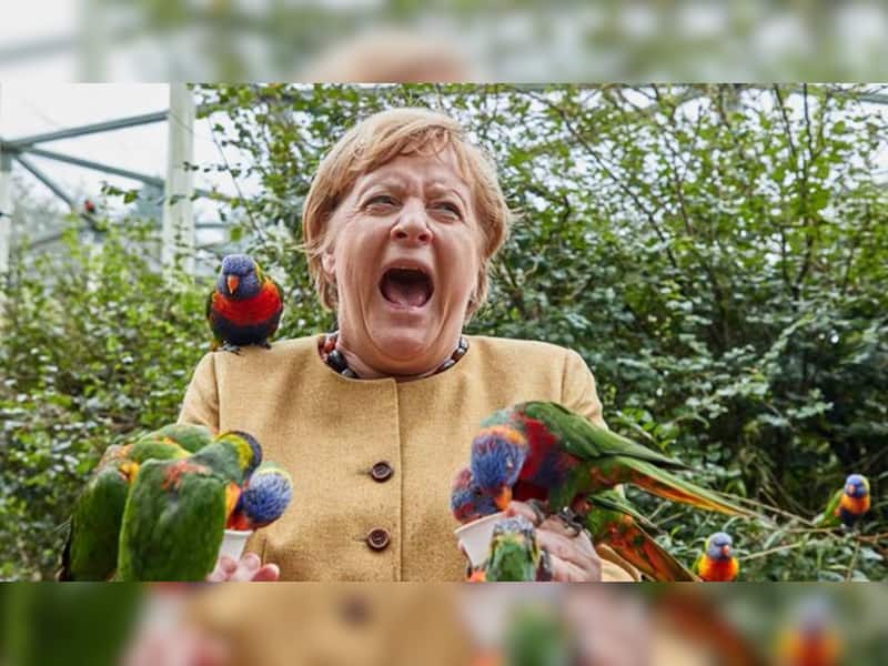 Angela Merkel gets pecked by birds, picture triggers hilarious memes ...