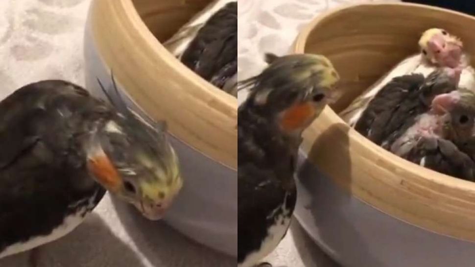 Peekaboo! Awwdorable video of parrot playing with bird babies go viral ...
