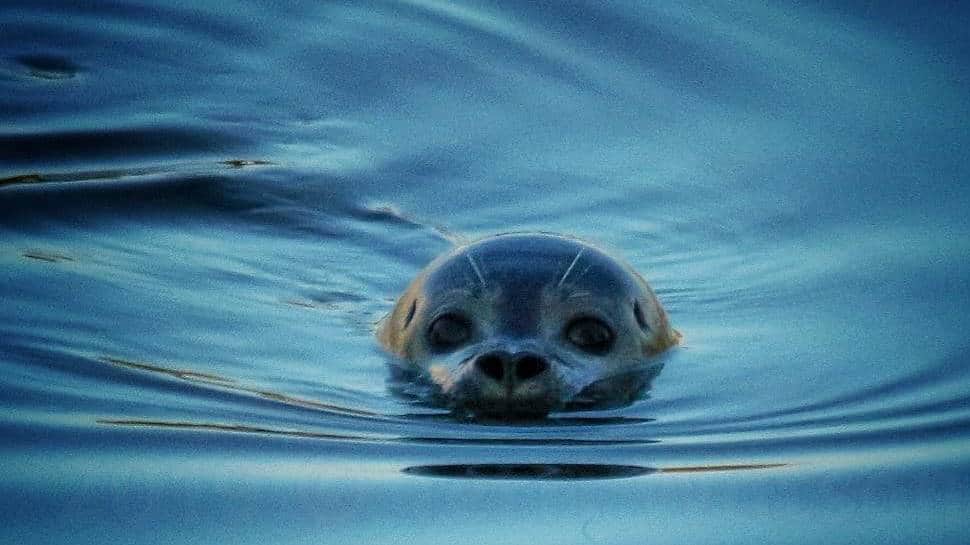 ‘Biologically dead’ river Thames in UK now home to sharks and seals ...