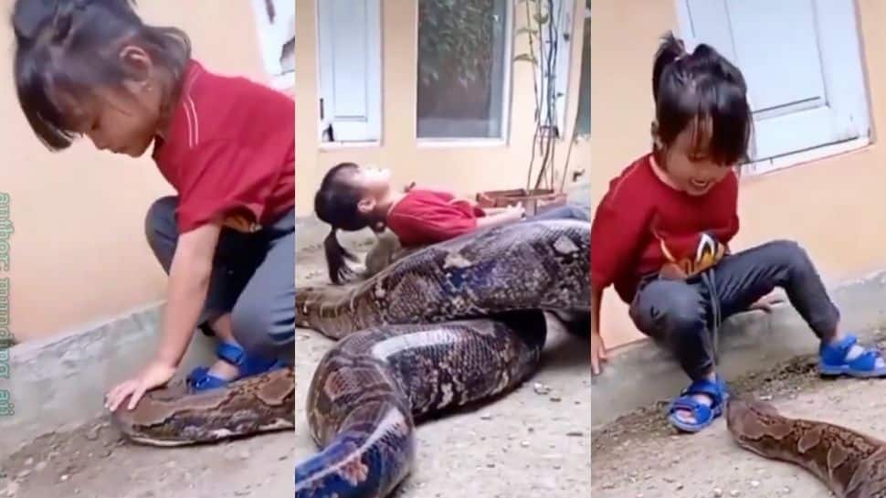 Little girl plays with gigantic snake in viral video, leaves netizens ...