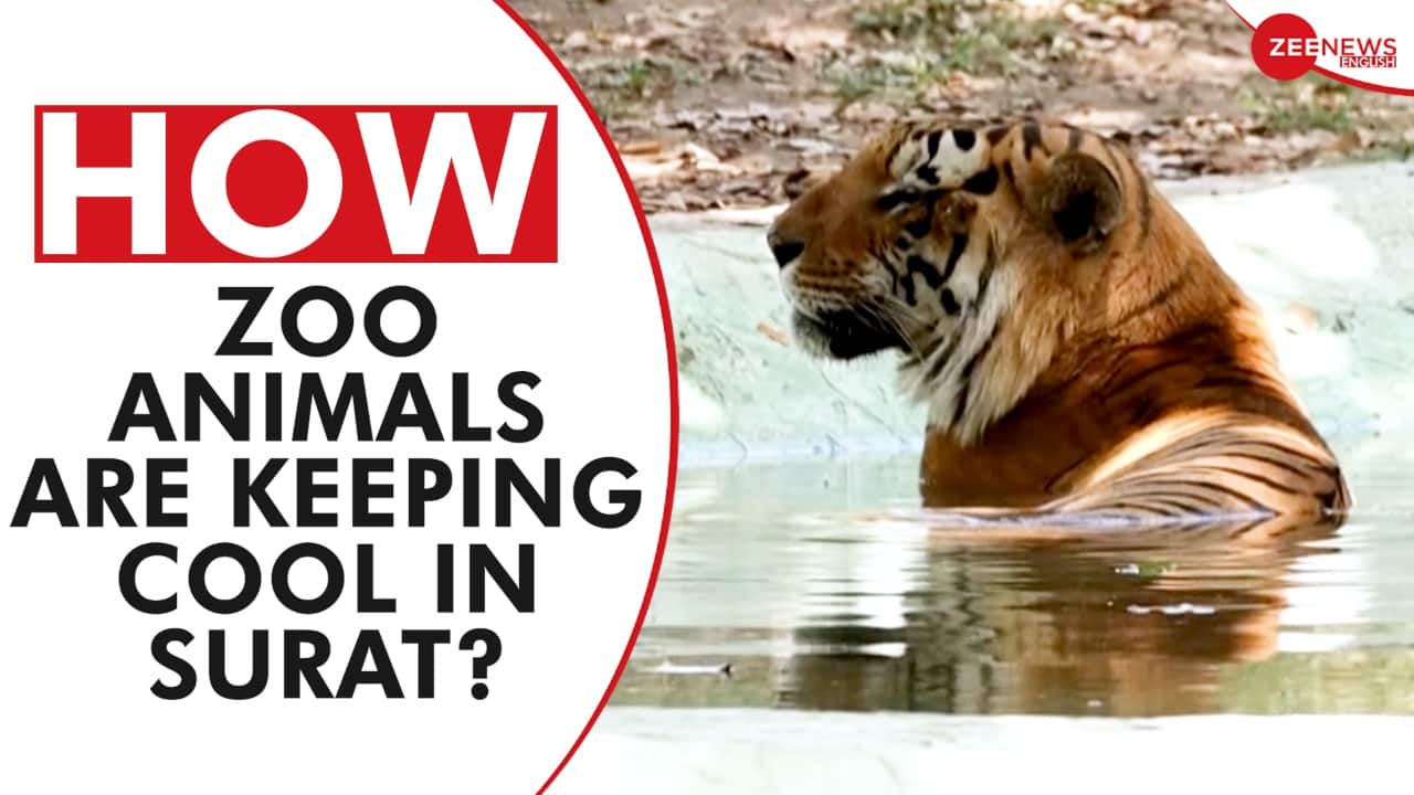 Gujarat: Zoo in Surat has made special arrangements to keep animals ...