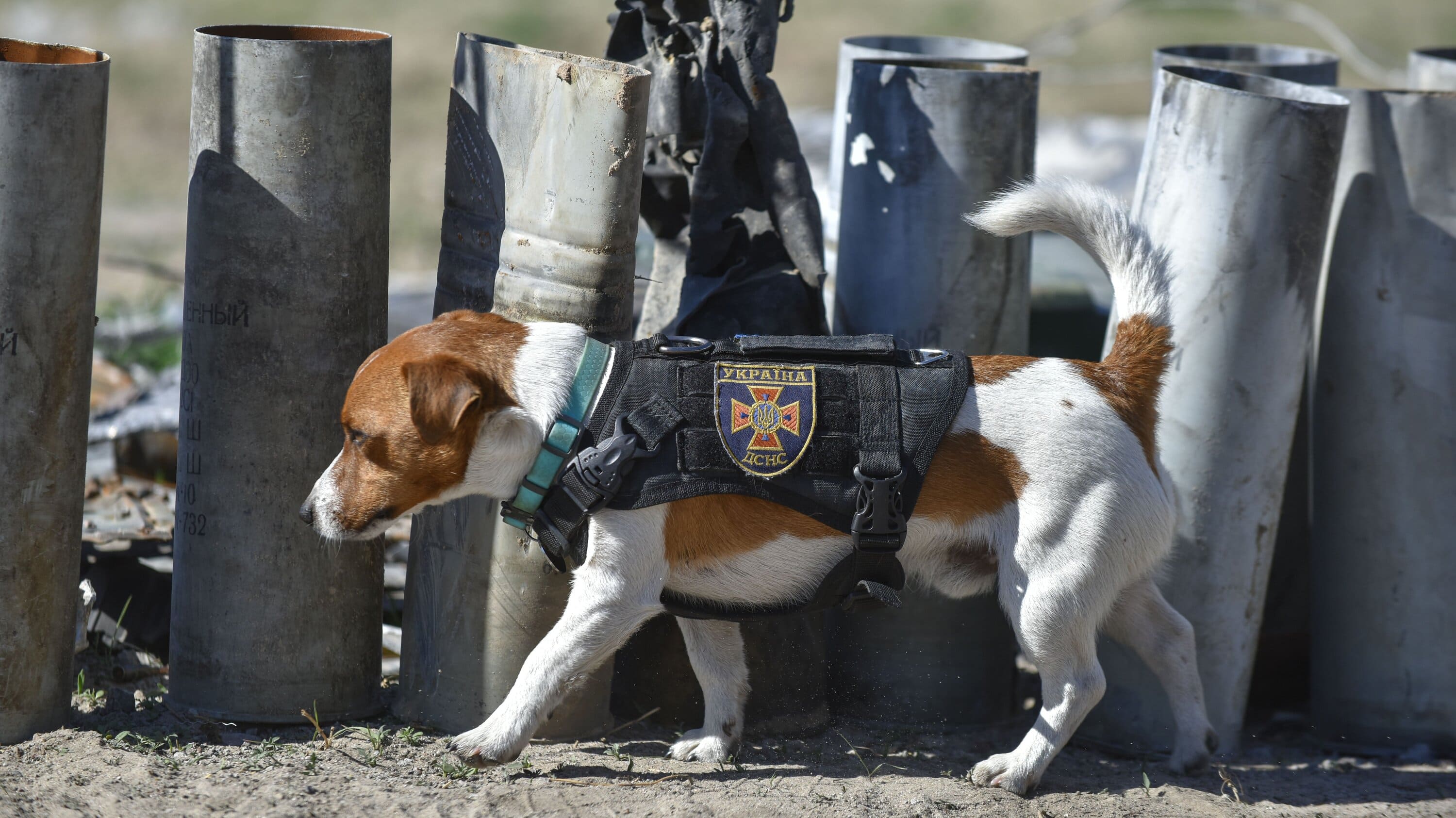 Ukraine Russia War Update: Ukraine's bomb-sniffing dog that saved ...