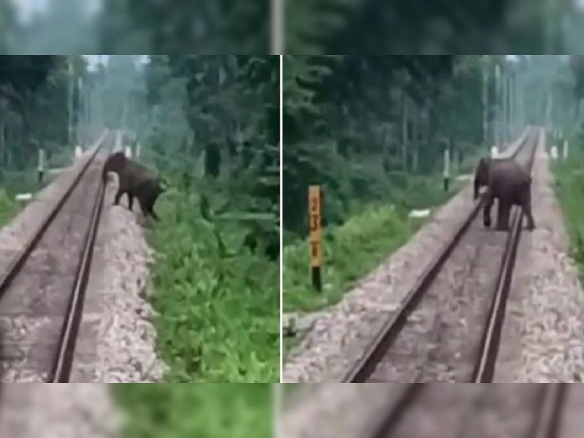 Elephant barely saved from crashing into a train, netizens praise loco ...