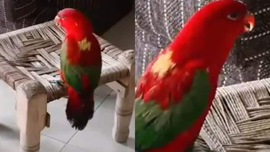 Viral Video: Parrot talks to woman in Hindi, calls her mummy asking for ...