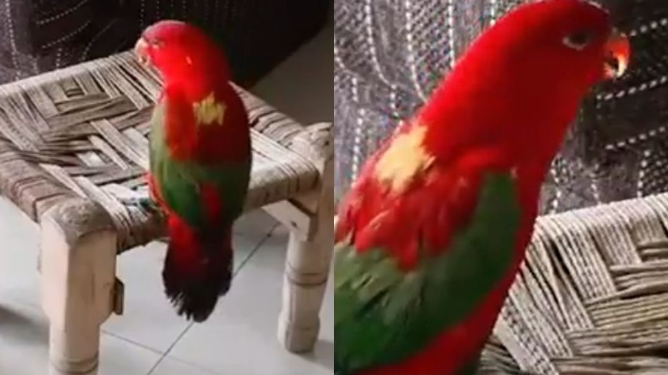 Viral Video: Parrot talks to woman in Hindi, calls her mummy asking for ...