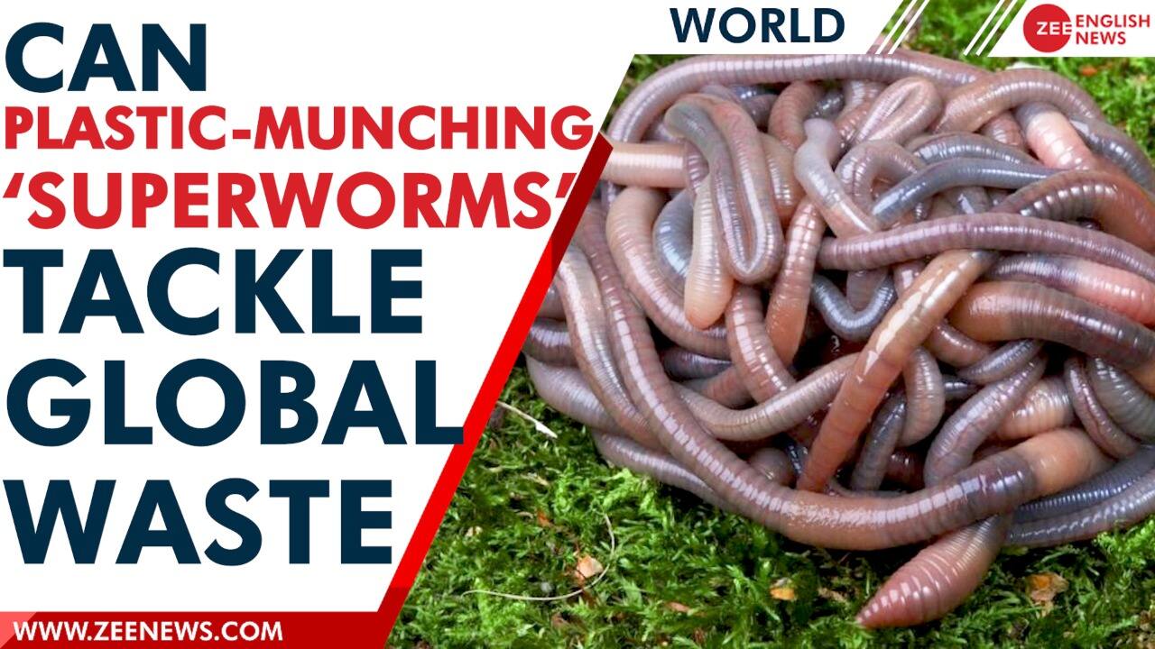 Can Plastic-munching ‘superworms’ be a scalable solution to recycling ...