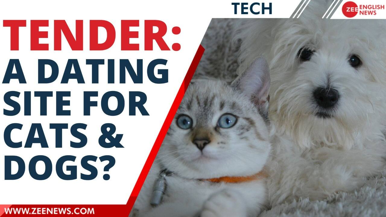 It's a Match! Police department launches “Dating Site” For Cats, Dogs ...