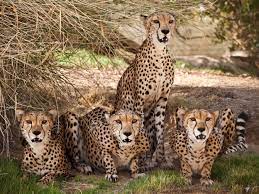 Namaste India: Cheetah will return to India after 70 years | Zee News