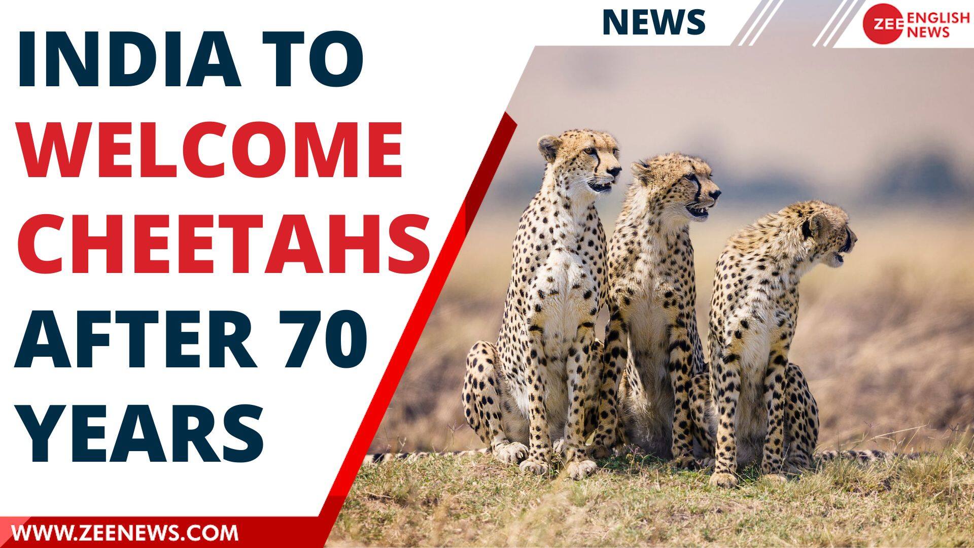 ‘Reintroduction Of Cheetahs’ India to bring home cheetahs after 70 ...