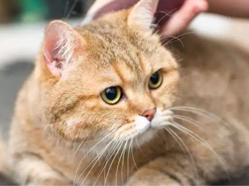 International Cat Day: 6 ways to celebrate your favourite day | Culture ...