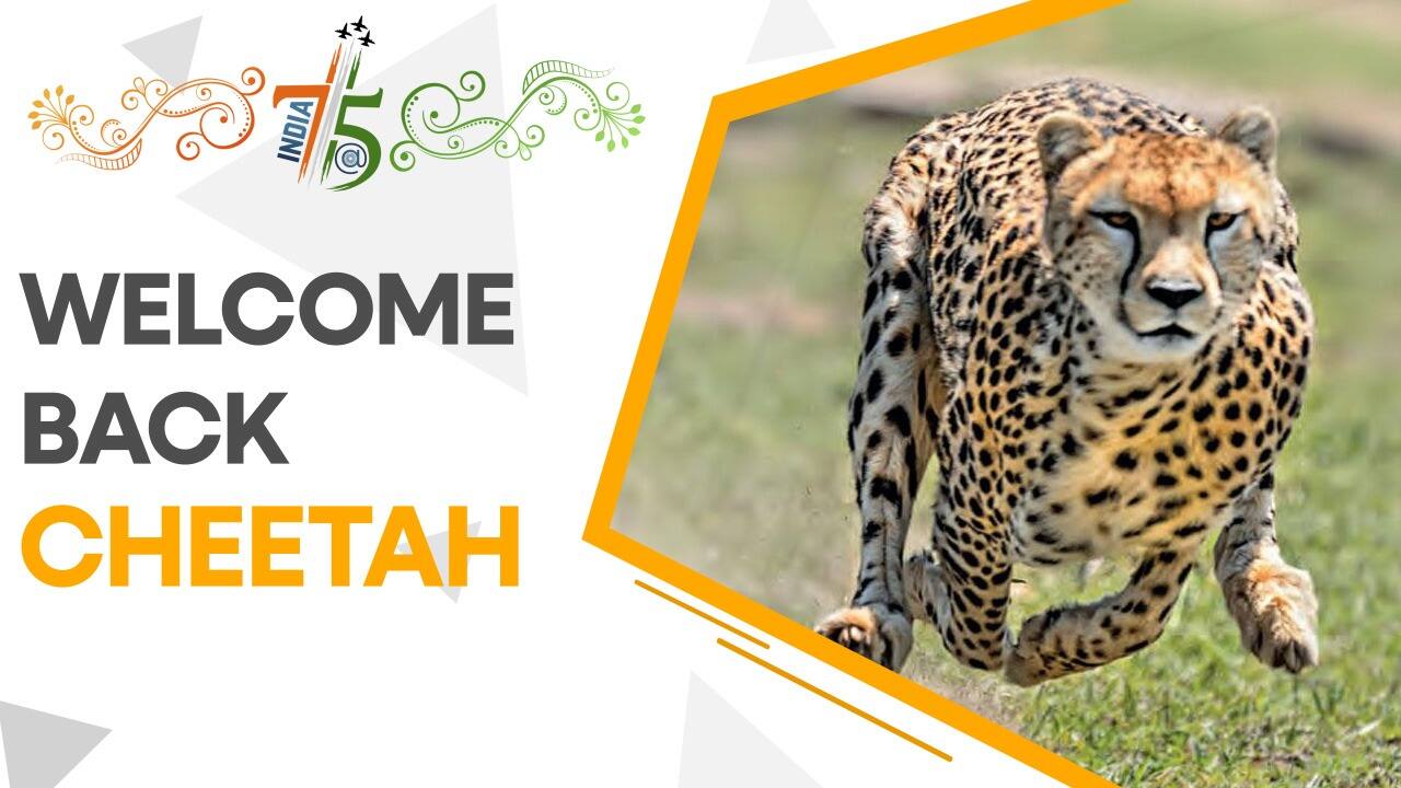India@75: Arrival of Cheetah in India | Zee News