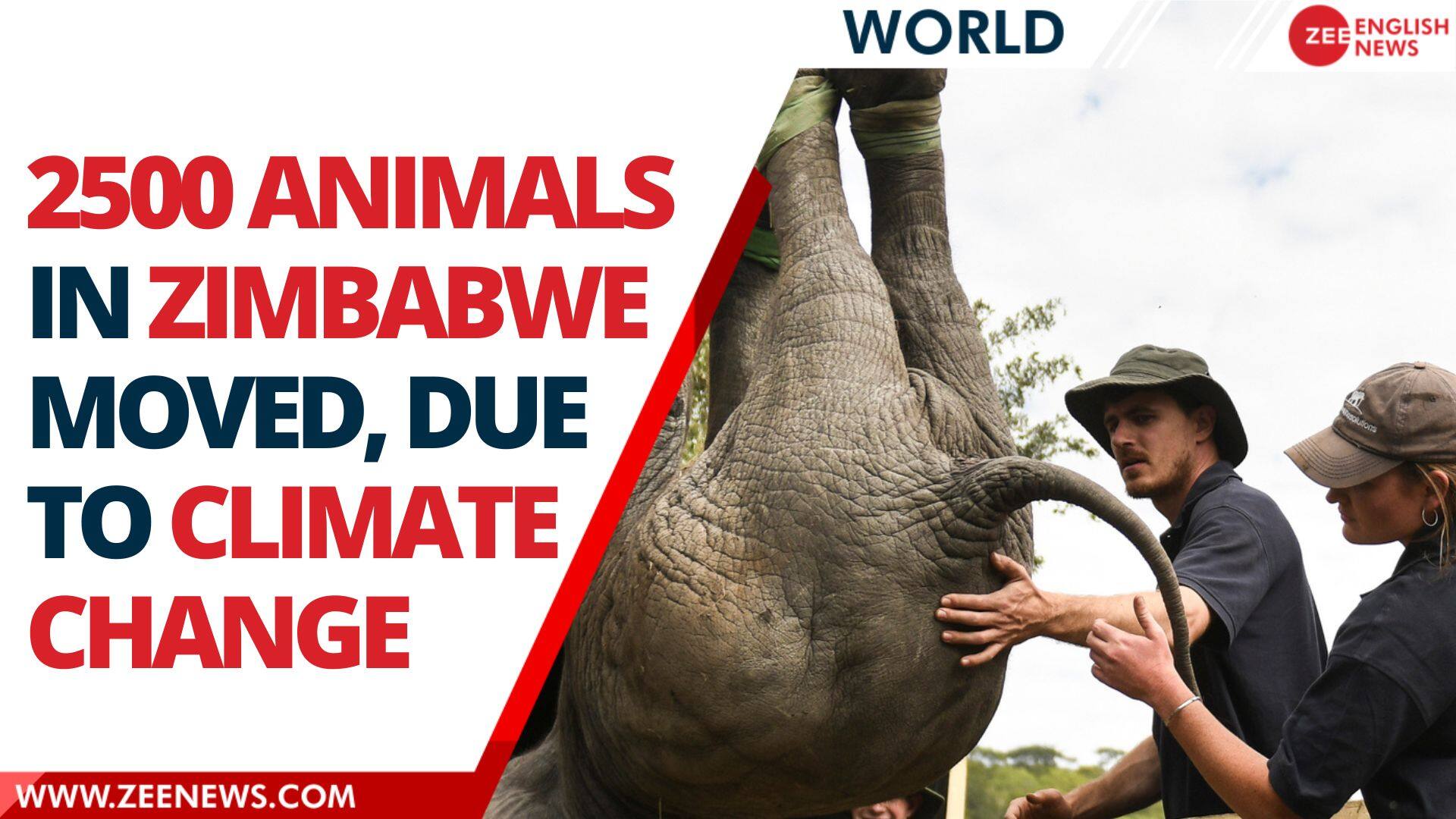 After 60 years, 2500 Animals in Zimbabwe shifted to new home, due to ...