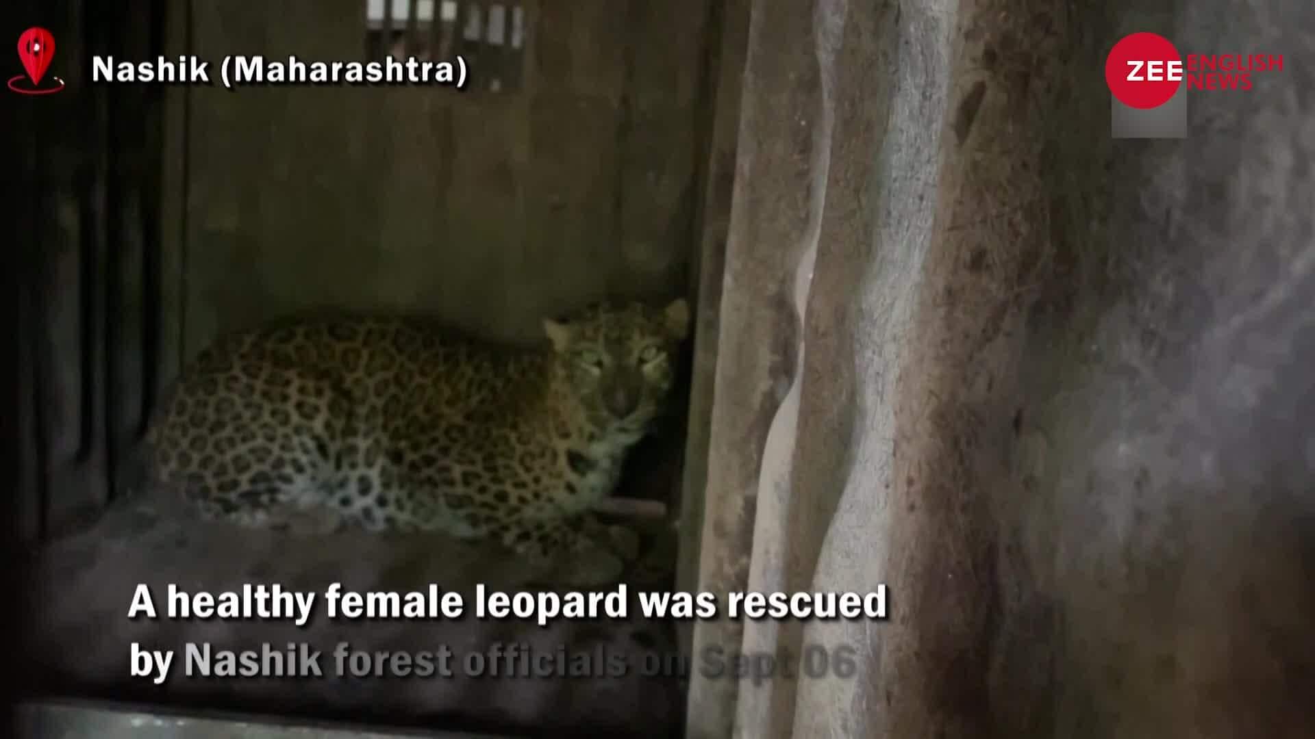 Leopard rescued in Nashik, Maharashtra's Deolali camp area | Zee News