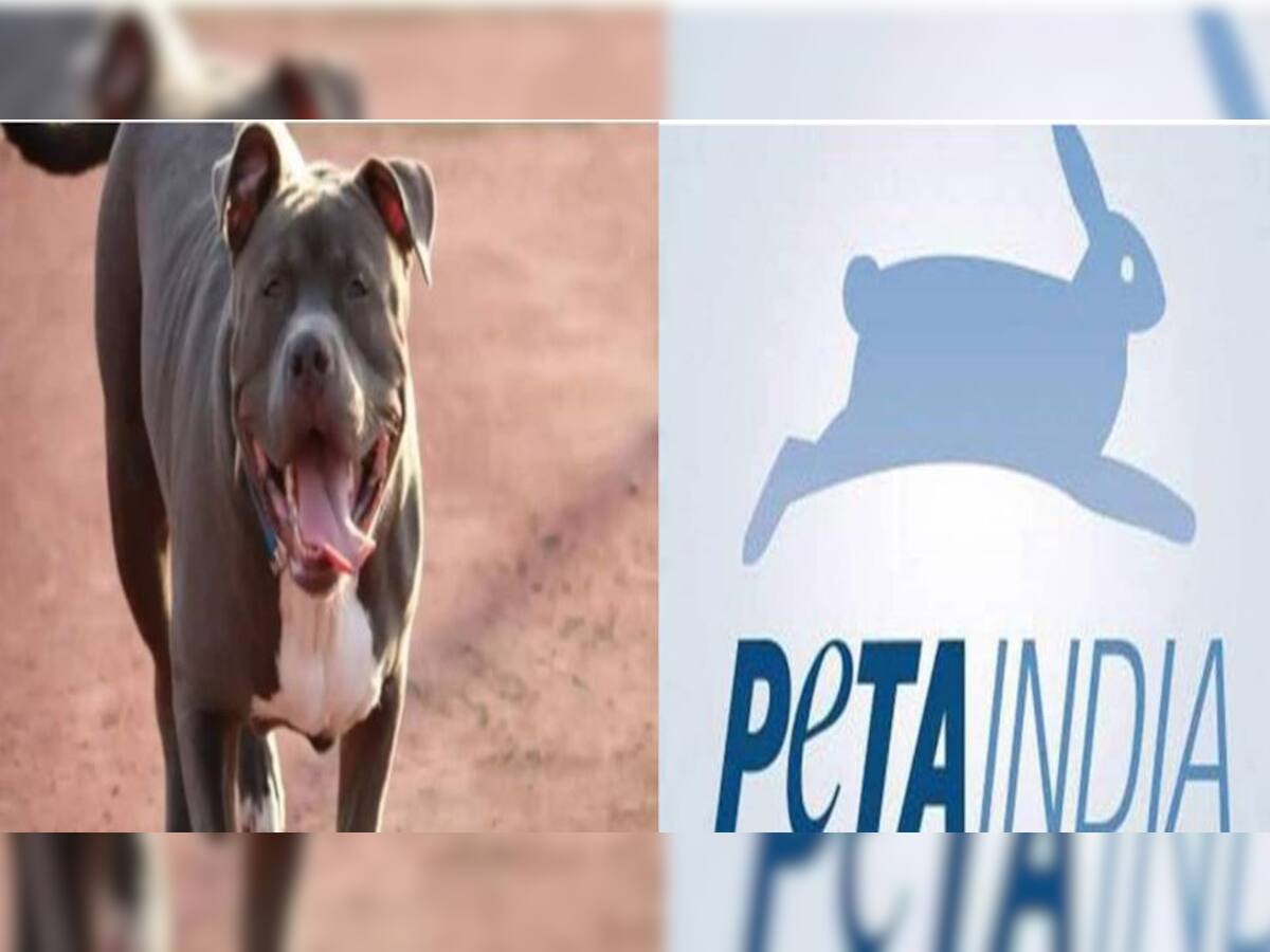 PETAs BIG STEP after repeated Pitbull attacks. Details here