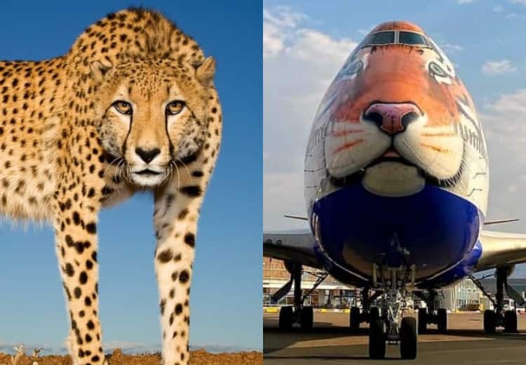 Namaste India: 8 cheetahs from Namibia will be brought to Gwalior ...