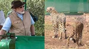 Project Cheetah: The return of cheetahs on the soil of India | Zee News
