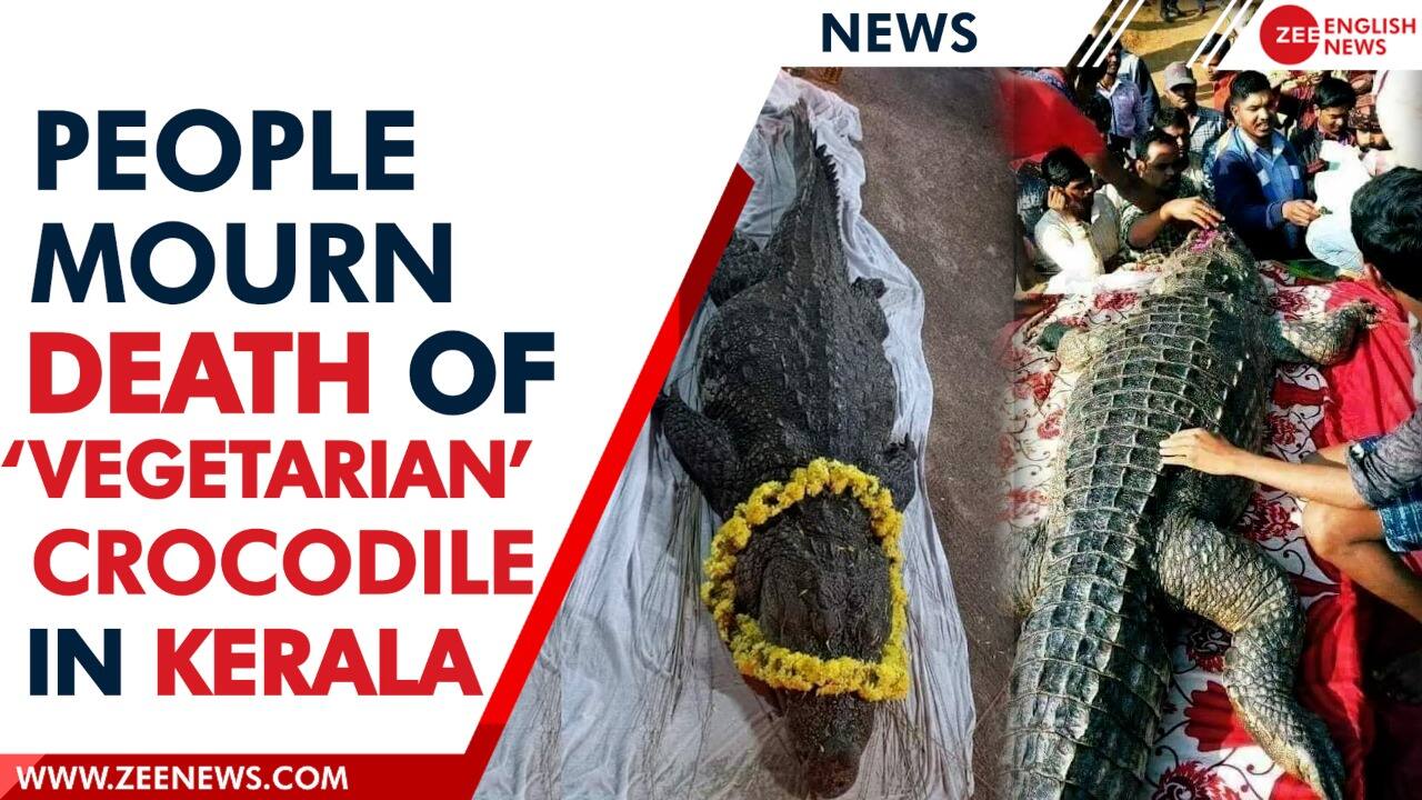 75-year-old 'vegetarian' crocodile Babia who lived near Kerala temple ...