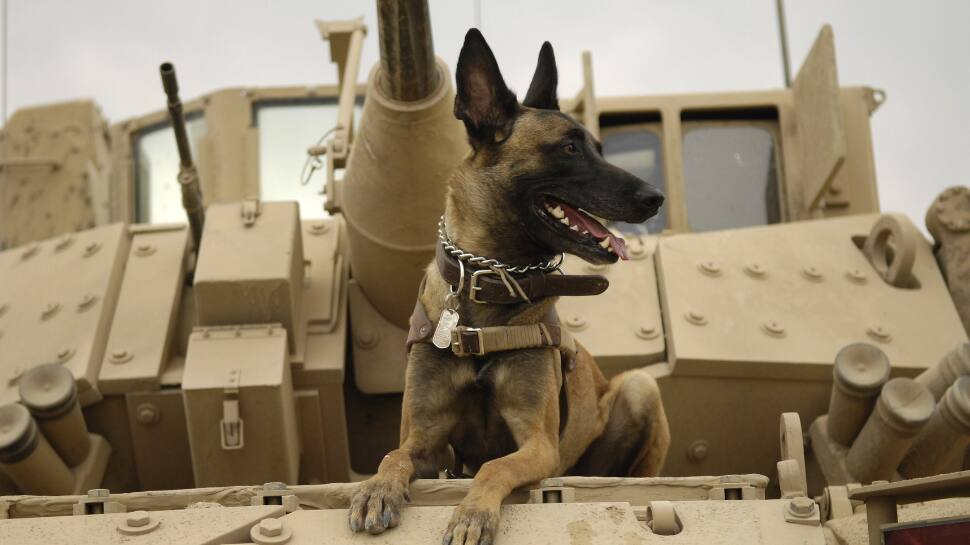 Military Dogs: First line of defence in anti-terror operations- IN PICS ...