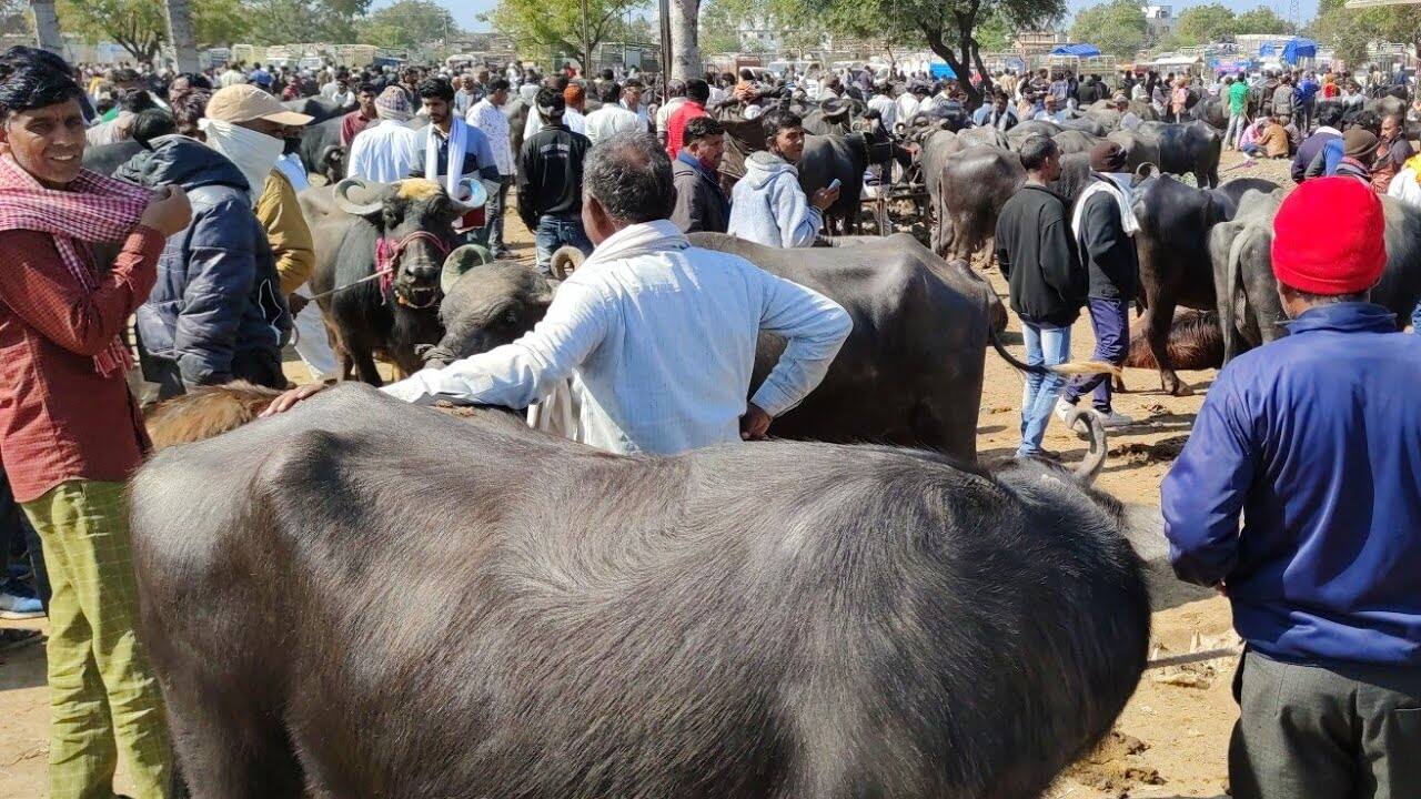 Namaste India: In the fair of this city, there is a battle between ...