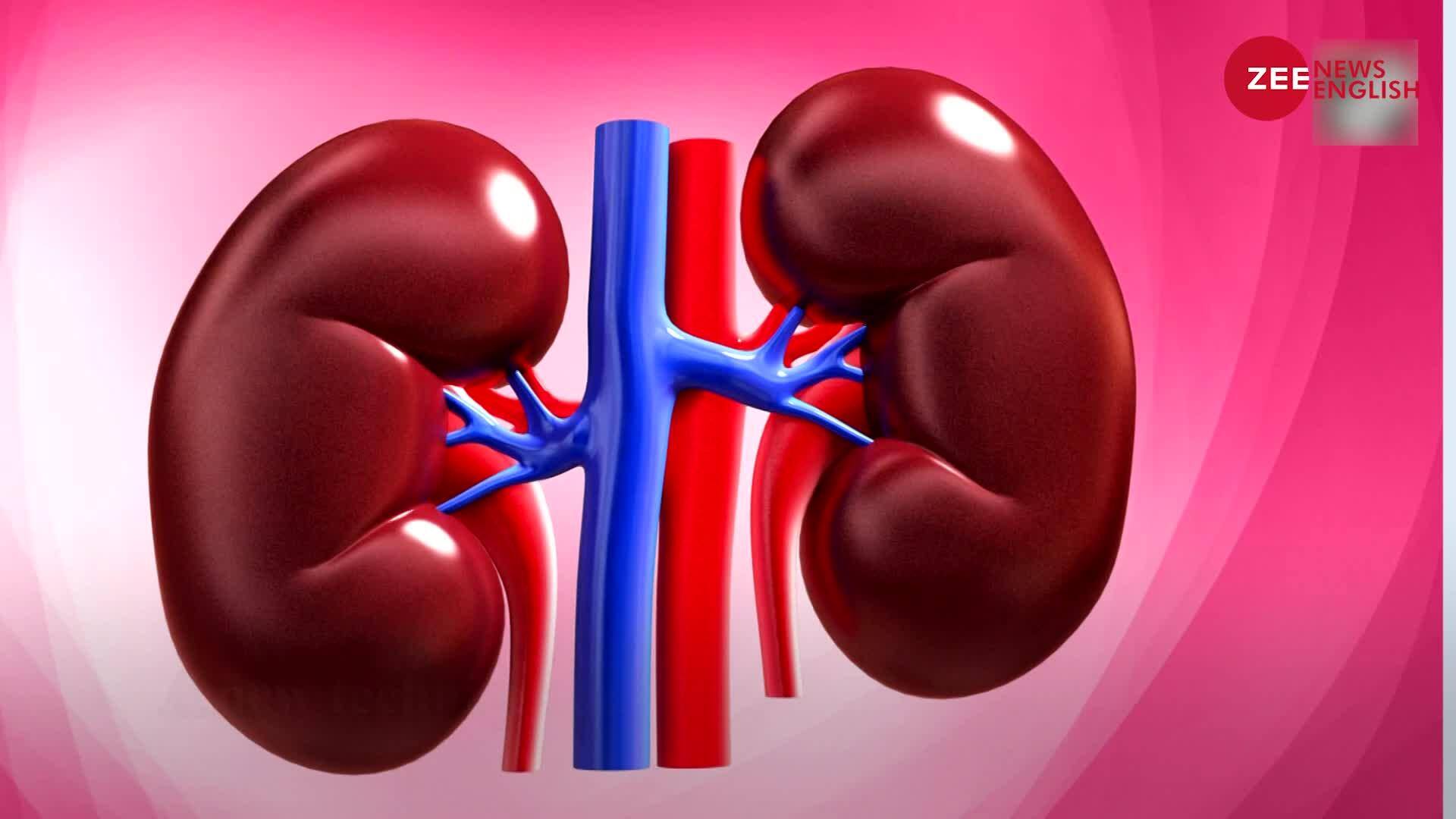 Childhood kidney diseases can be diagnosed with new tool: Research ...