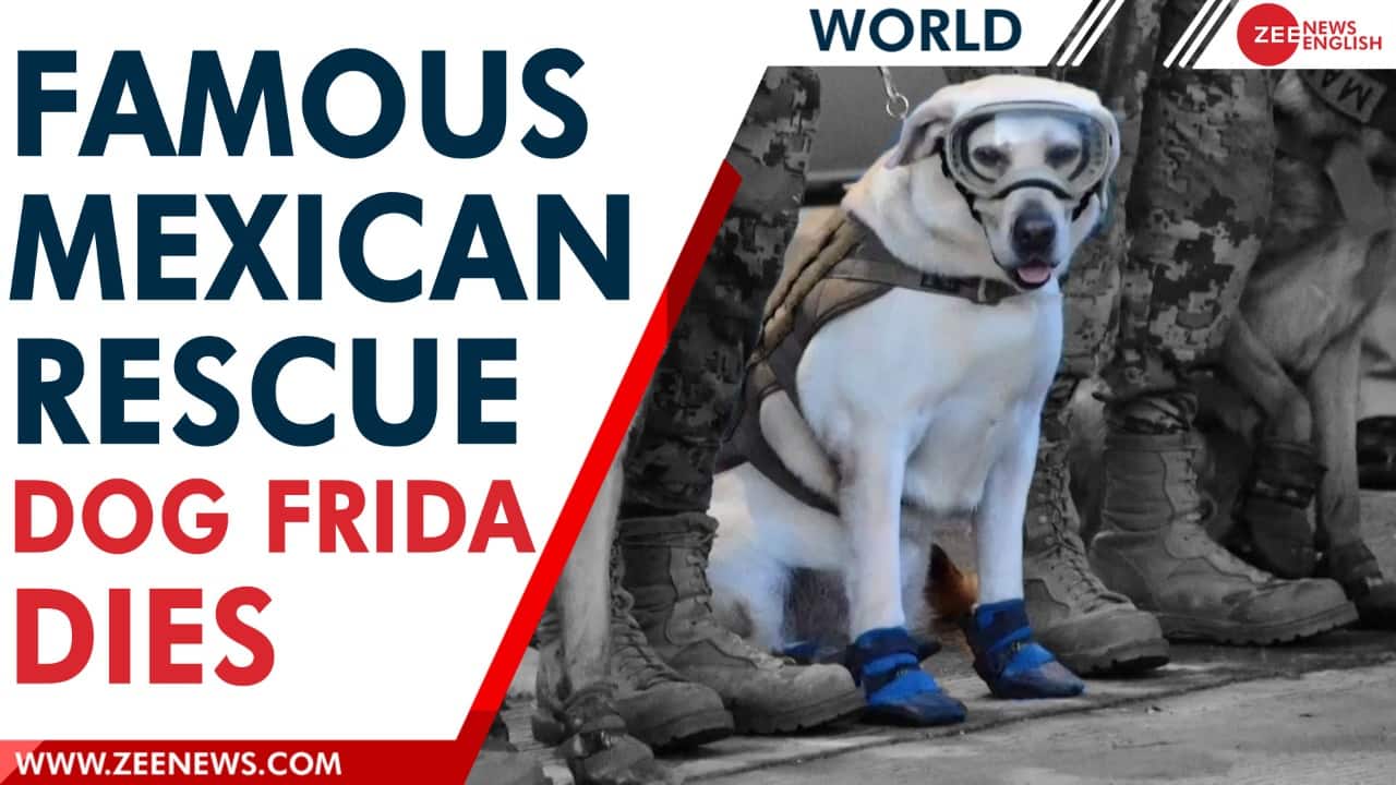 Brave Mexican rescue dog Frida dies at the age of 13 | Zee News