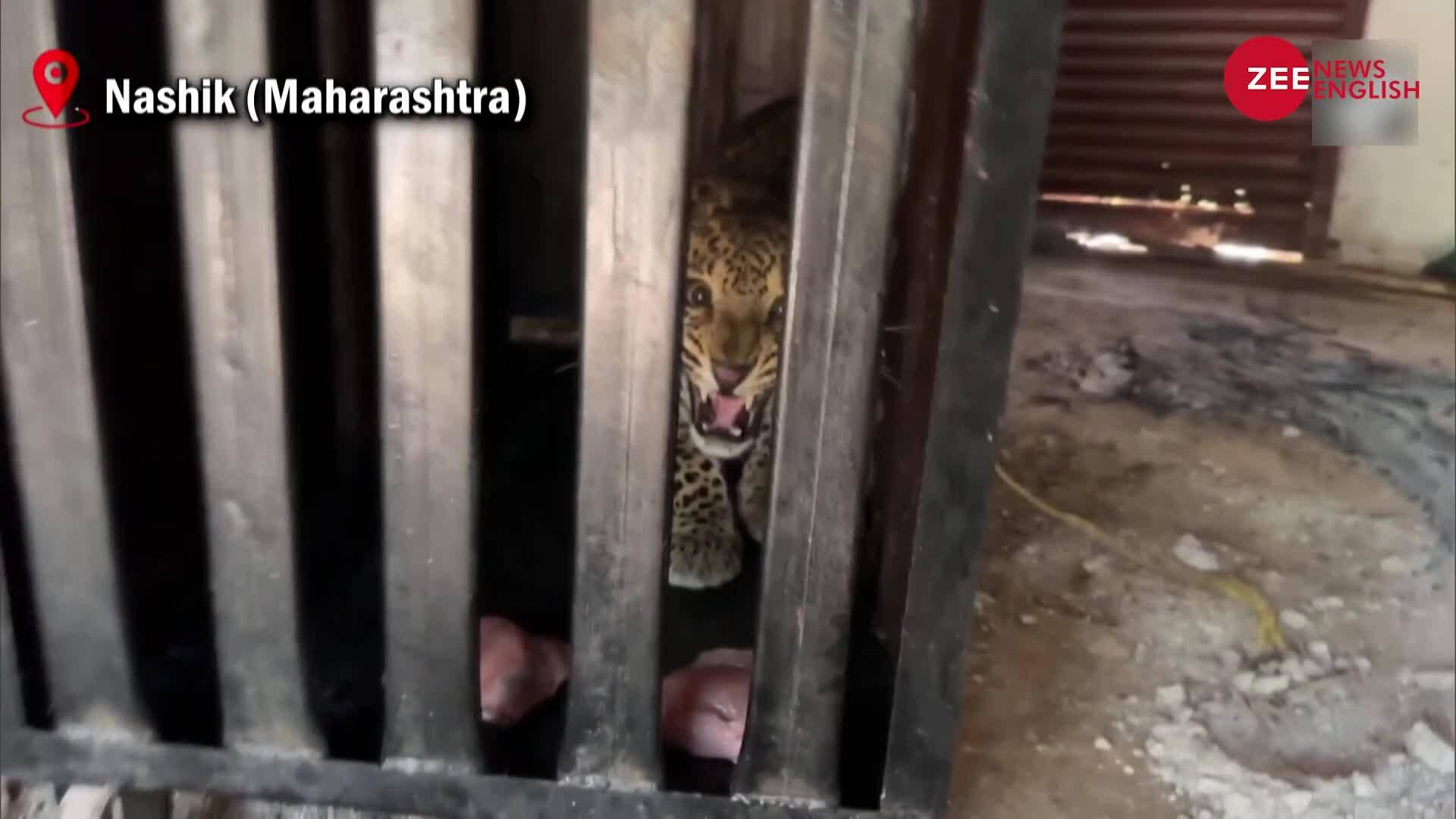 Leopard falls in open well; Rescued by forest officials in Nashik | Zee News