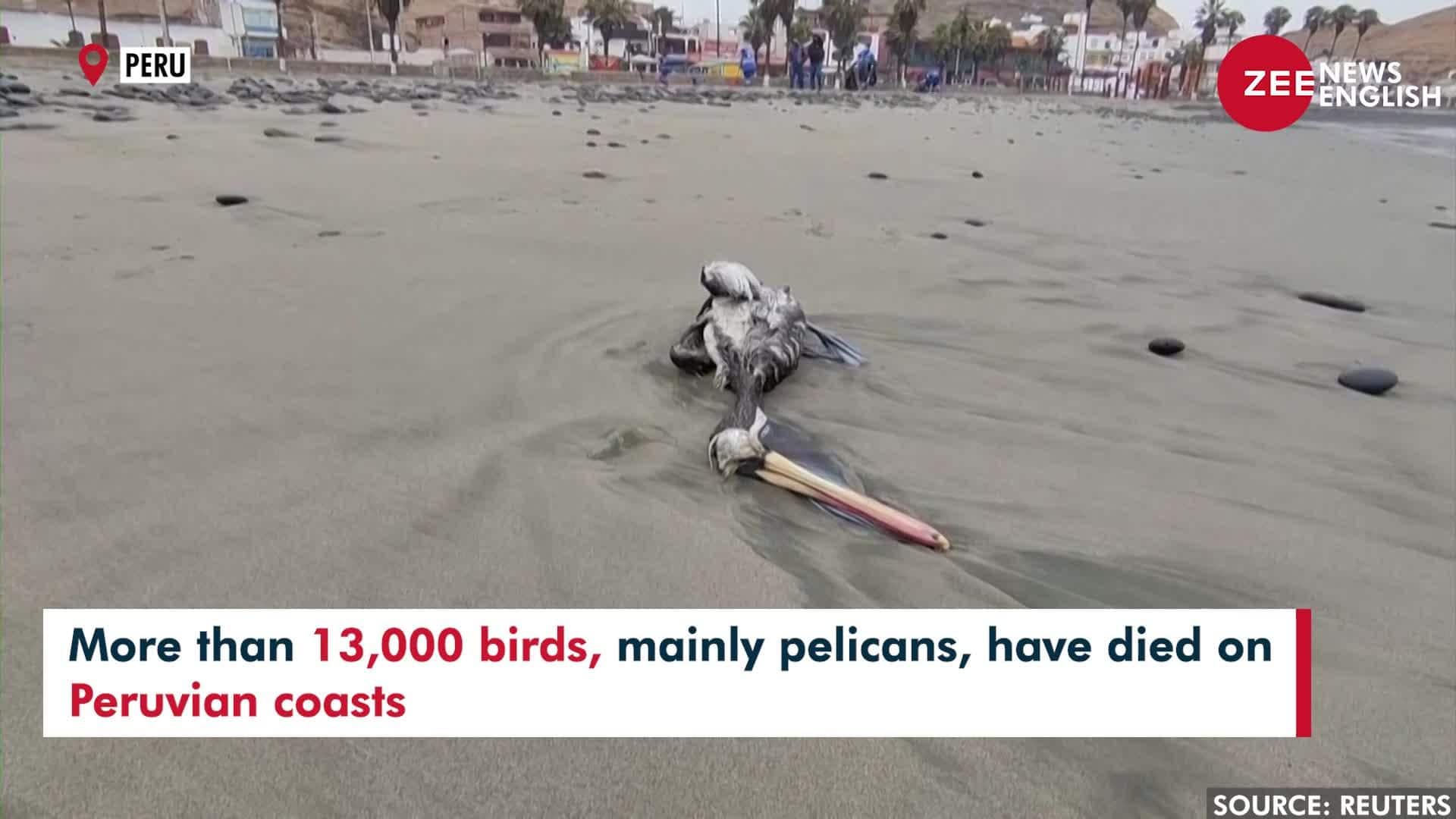 Flu Outbreak: Thousands of birds die in Peru. Here's why... | Zee News