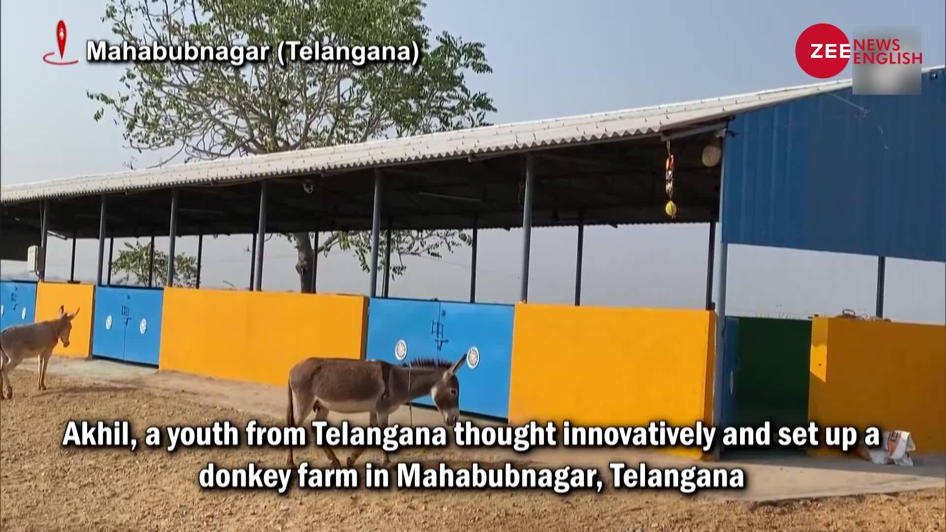 Telangana: First Donkey milk production farm in Mahabubnagar | Zee News
