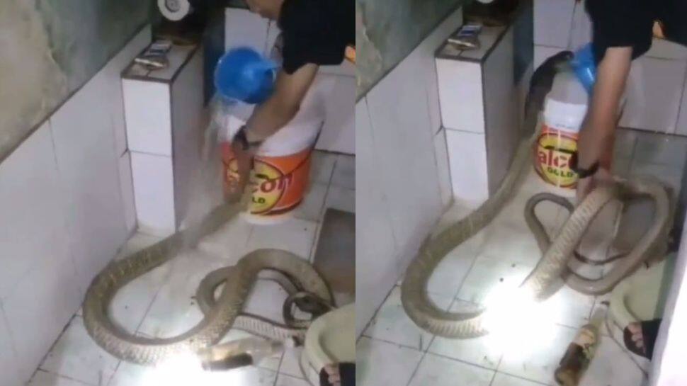 Viral video: Man gives bath to cobra, leaves netizens stunned - WATCH ...