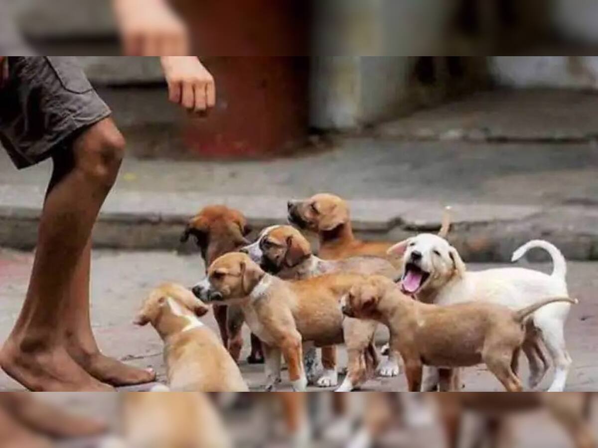 Dear DOG-HATERS, you CANT STOP someone from feeding dogs. Its PUNISHABLE