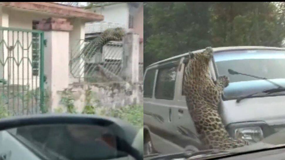 WATCH: Leopard jumps over fence, injures 13 in Assam's Jorhat | India ...