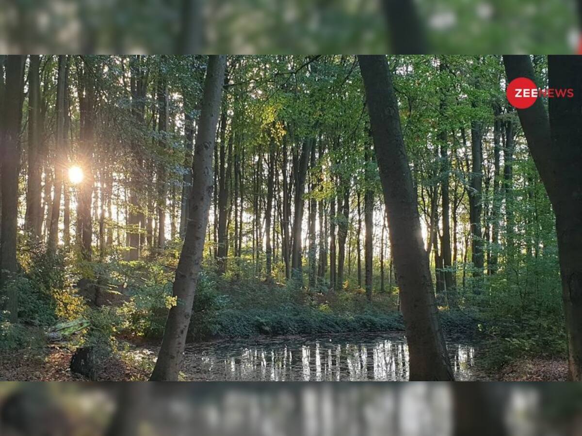 Optical Illusion Test: Only people with sharp eyes can spot the frog in ...