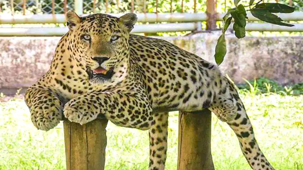 Leopard allegedly spotted in Bengaluru University campus; students ...