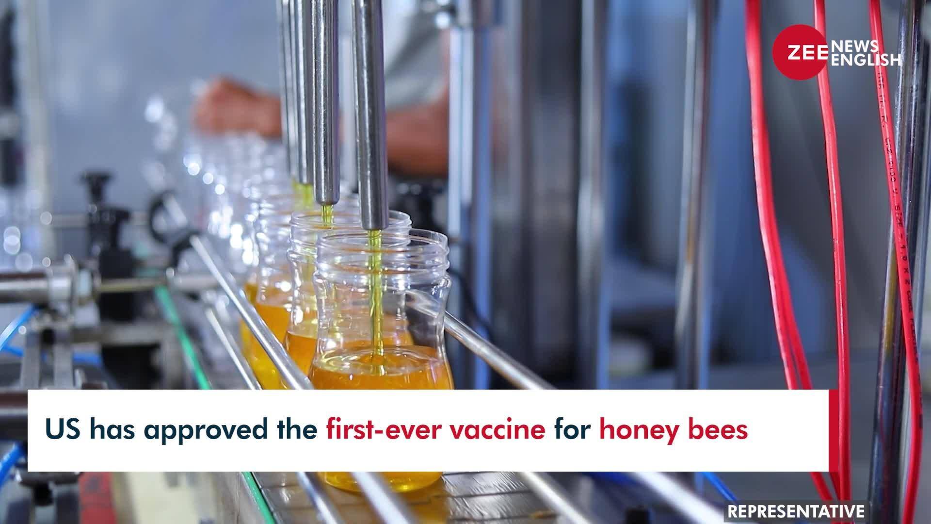 Explained: Why are honey bees getting a vaccine? | Zee News English ...