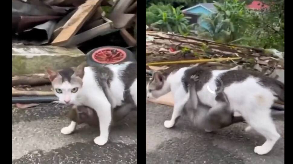 Viral Video: Baby Monkey Clings on to a Cat's Belly Assuming its her ...