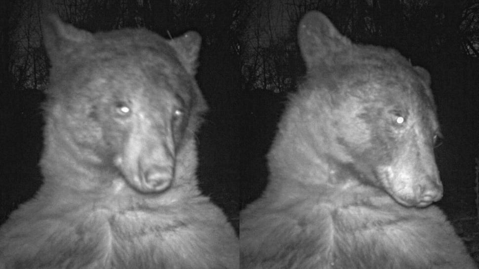 Bear Takes 400 Selfies in Wildlife Camera in US, Netizens Amazed - See ...