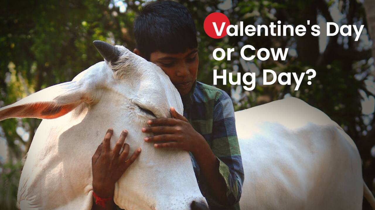 Does Valentine's Day no longer exist? On February 14, the government declares "Cow Hug Day ...