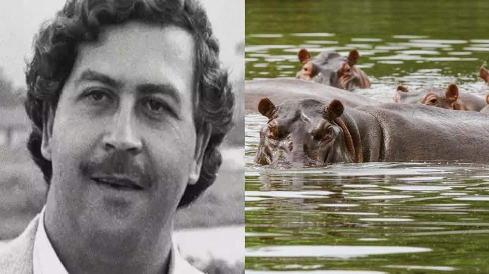 Descendents Of Hippos Owned By Drug Kingpin Pablo Escobar May Be ...