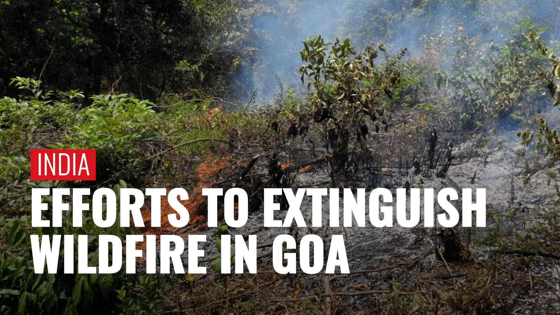 Efforts continue to extinguish wildfire at Mhadei Wildlife Sanctuary in ...