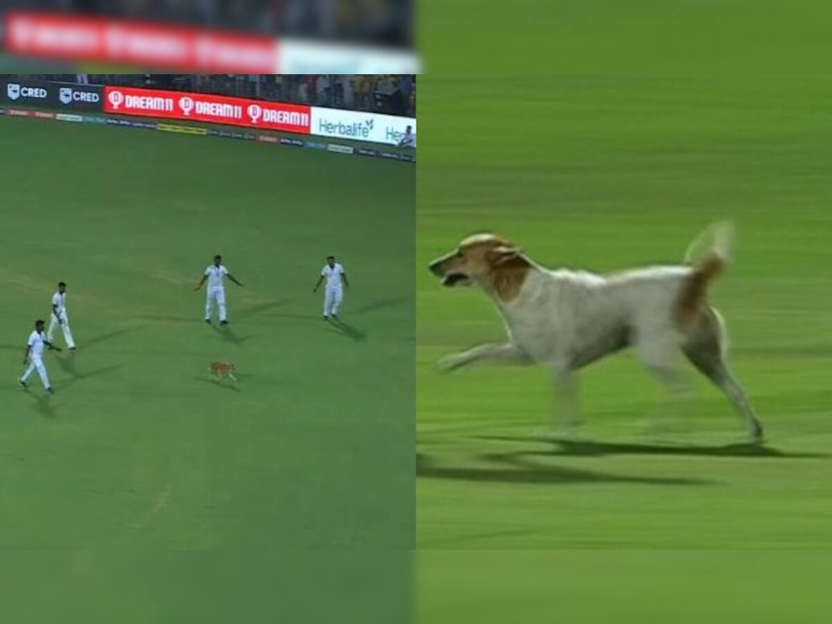Dog Stops Play: CSK vs LSG Match Start Delayed As Street Dog Enters ...