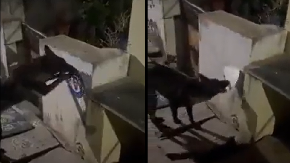 Andhra Police Book Dog For Tearing CM Jagan Reddy's Poster | India News ...