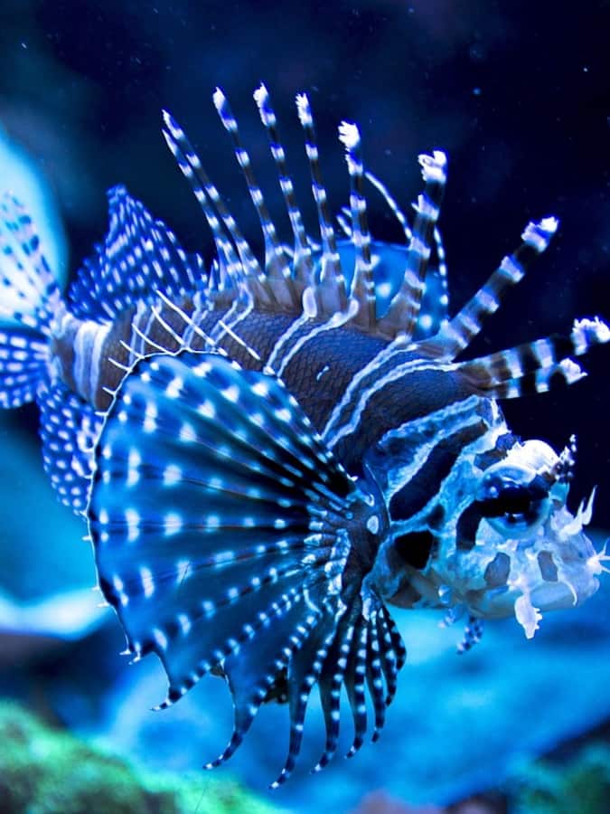 Beautiful Fishes Pictures SALE GUPPY FISH New Kolkata, Size: 2 At